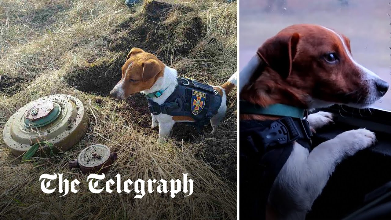 Military dog helps find 262 Russia bombs left in Chernihiv in one day ...