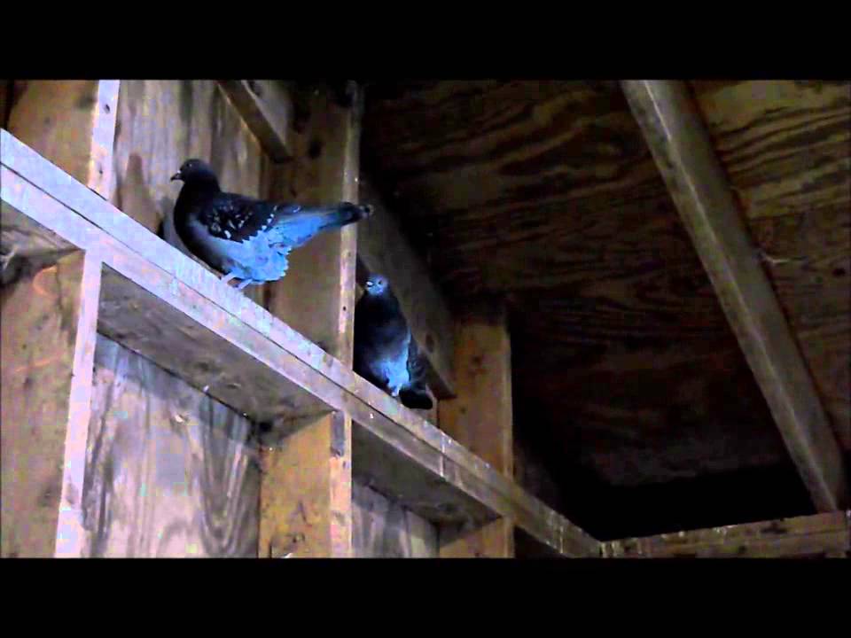 Pigeons: Barn pest or Poor Man's Poultry? March 2015 - YouTube