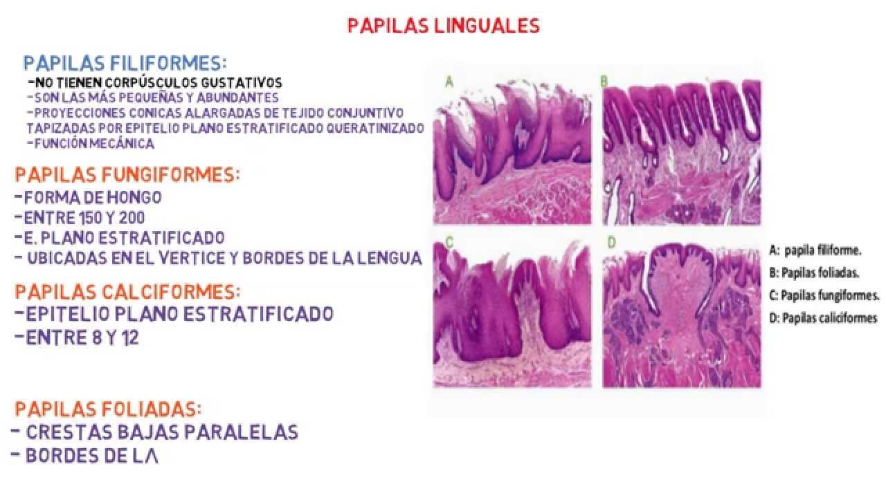 Histología: Lengua - Sistema digestivo. - YouTube