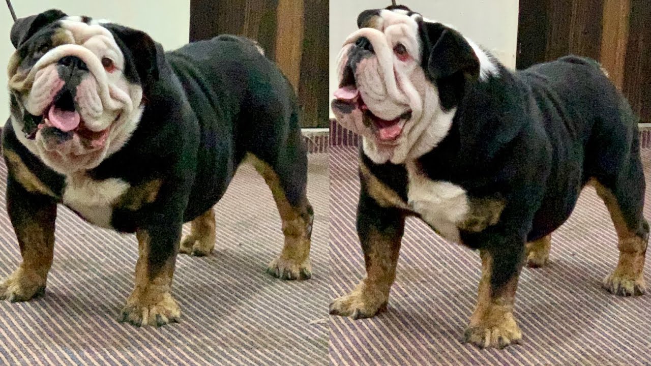 🌺Best British Bulldog in India #Mustang🇺🇸🌺 || Rare Tri-Colour, Awesome ...