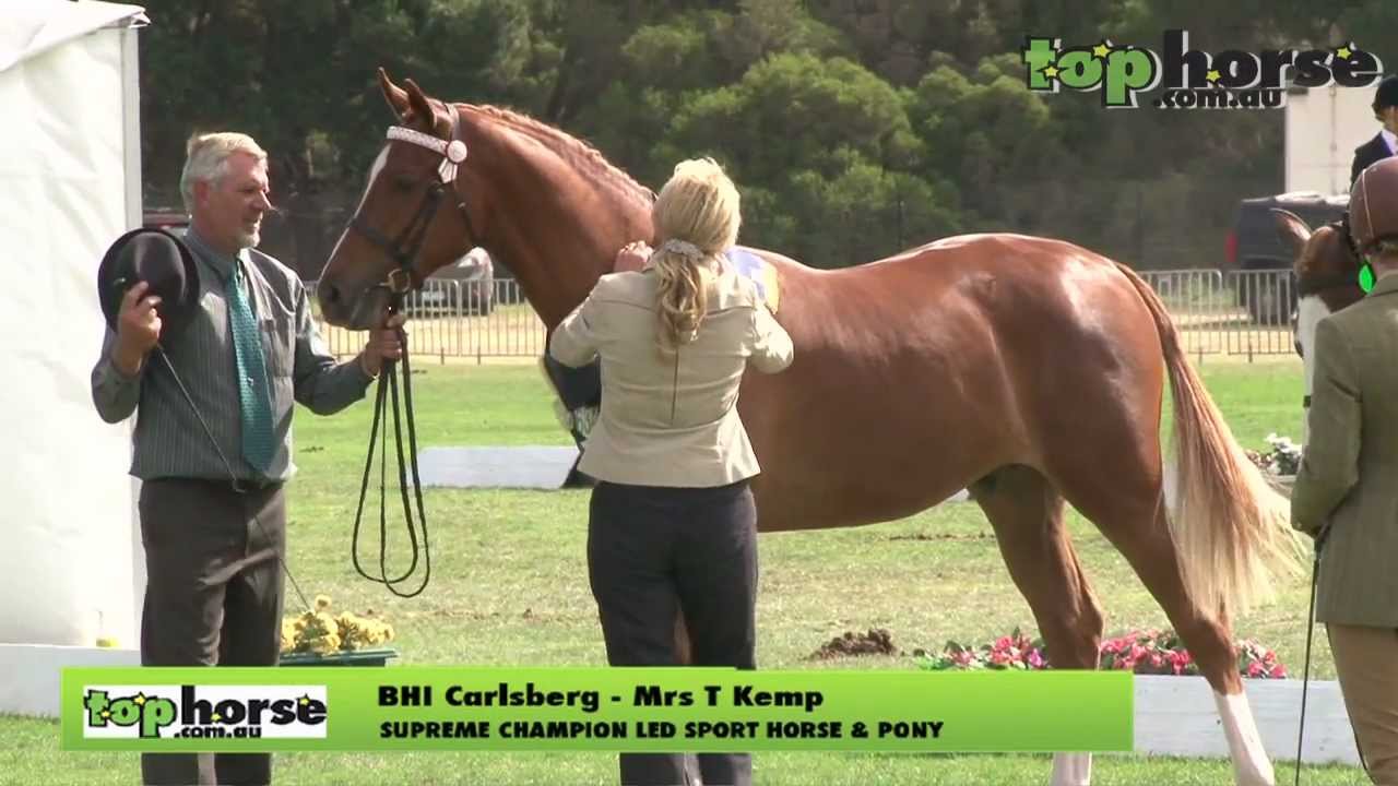 Led Sport Horse & Pony - Royal Melbourne Horse Show 2013 - YouTube
