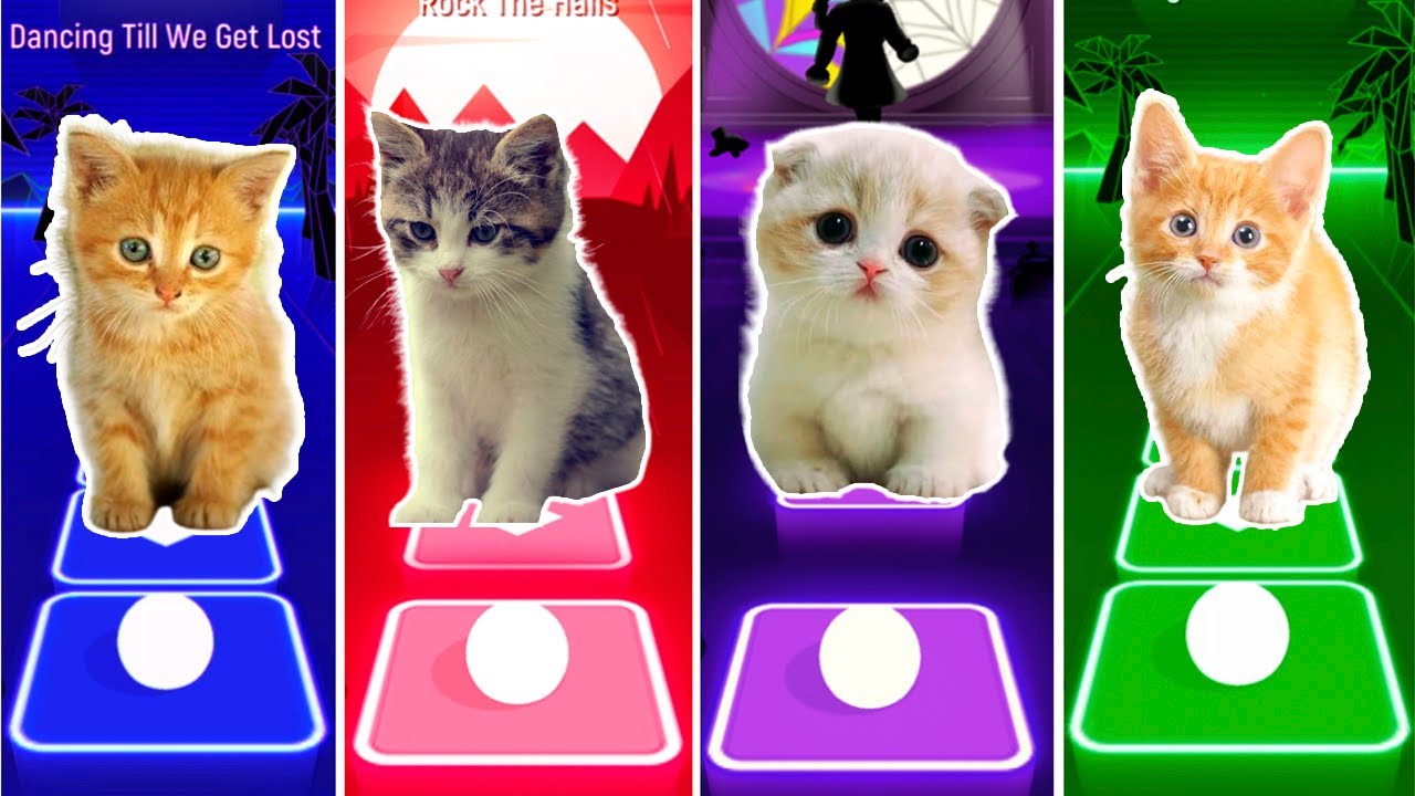 Cute Cats BTS DYNAMITE vs LISA MONEY vs JISOO FLOWER BLACKPINK vs FIFTY ...