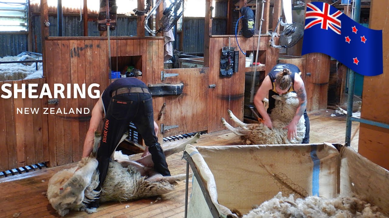 Inside the shearing shed | New Zealand - YouTube