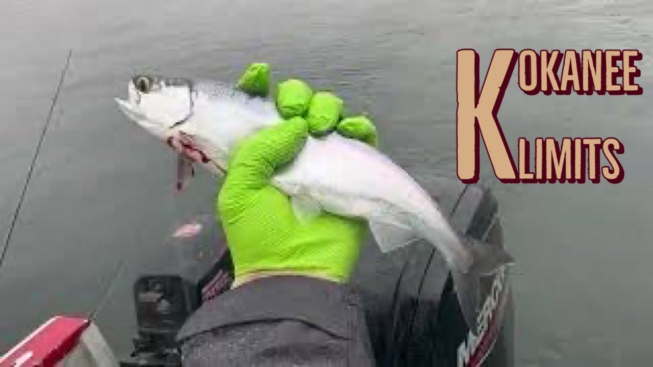 Lake Merwin fishing report 2-2-25 winter conditions Quick Limits ...