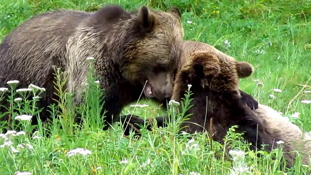 3 adolescent grizzly bears at Glendale Cove - YouTube