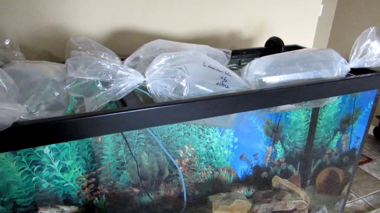 Daves Rare Fish Unboxing August 8 2014 - YouTube