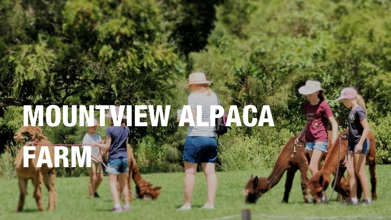 Mountview Alpaca Farm, Canungra 🦙 - YouTube