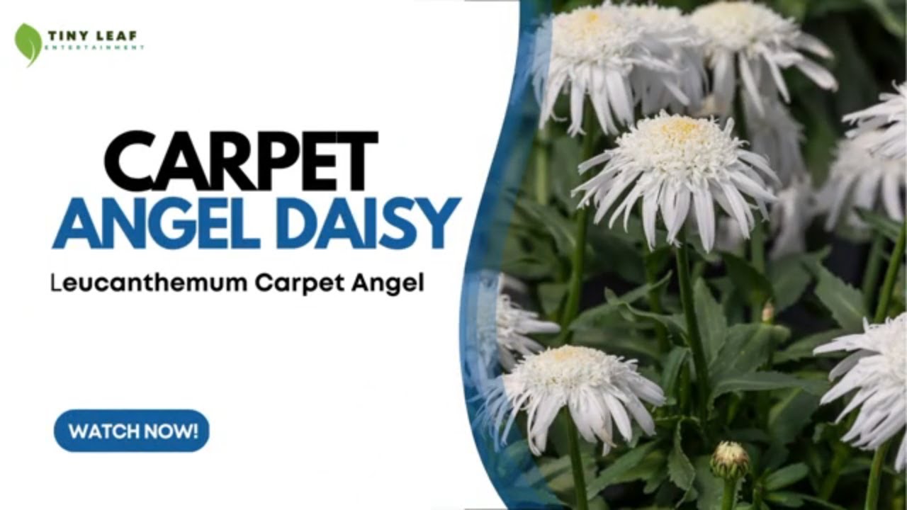 Carpet Angel Daisy | Leucanthemum Carpet Angel | TinyLeaf - YouTube