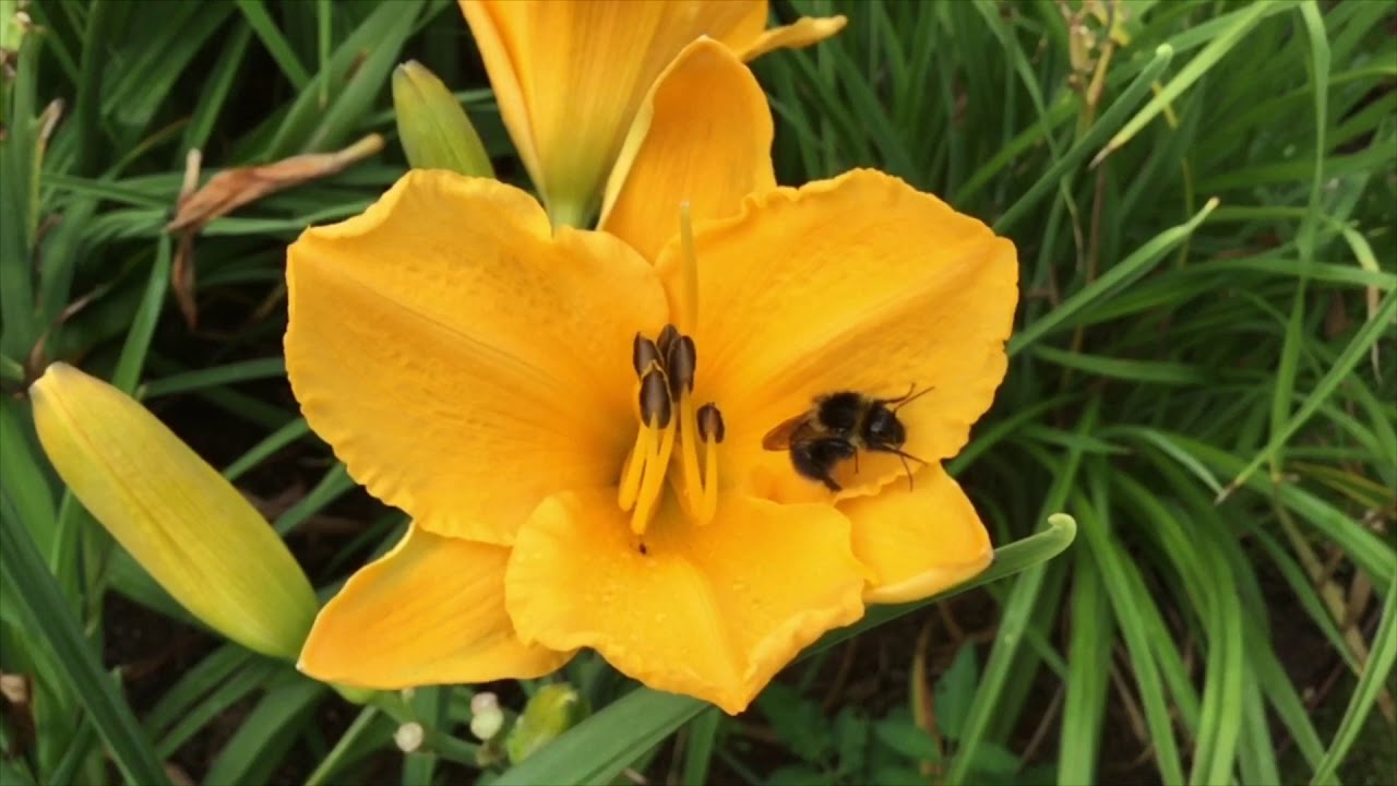 Humlan kammar sig! NATURSPANARNA - YouTube