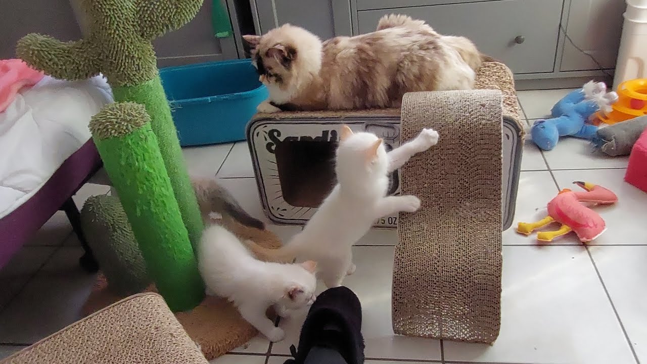 on s amuse avec les babychoux 🥰 - YouTube