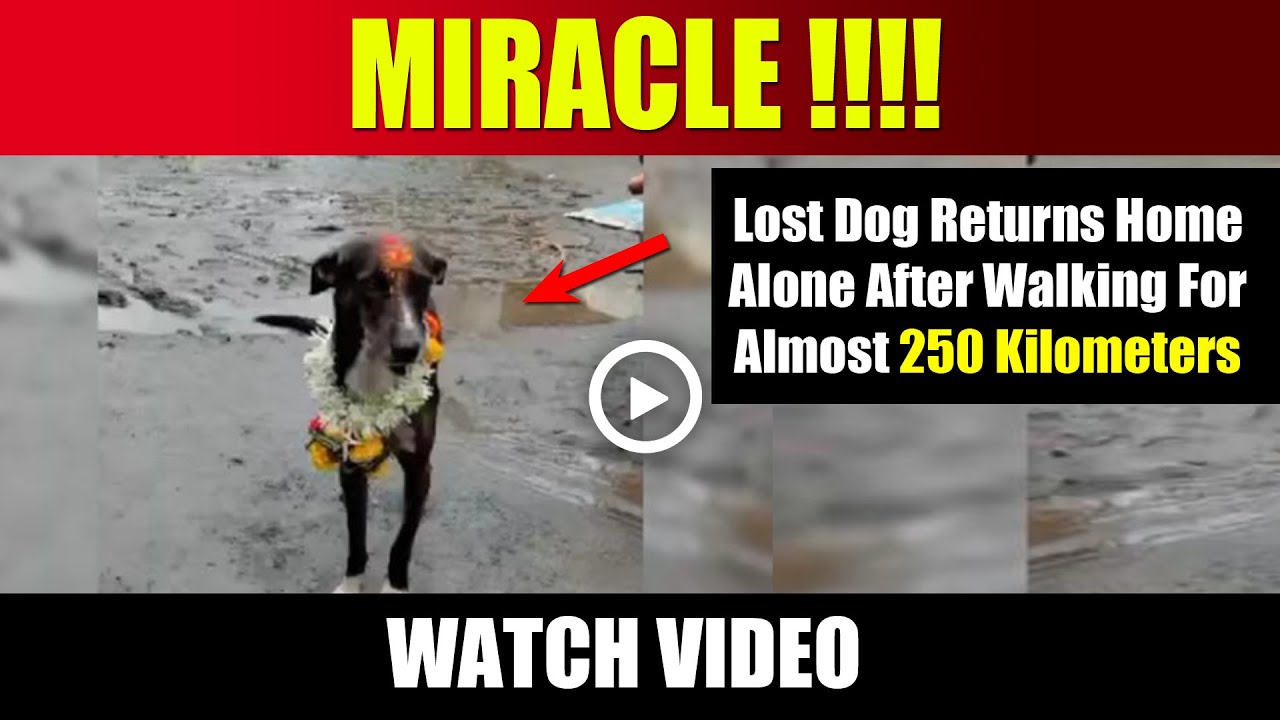 MIRACLE : Lost Dog Returns Home Alone After Walking For Almost 250 ...