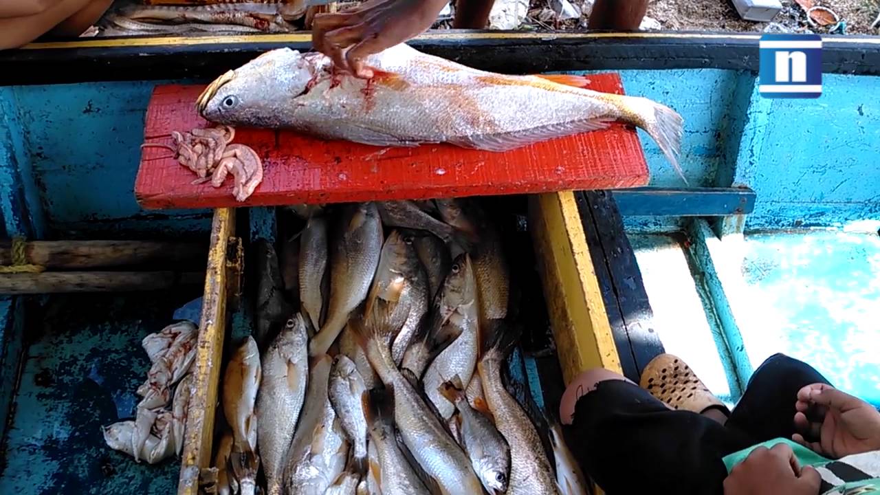 El buche de pescado, el producto más valioso de los pescadores - YouTube