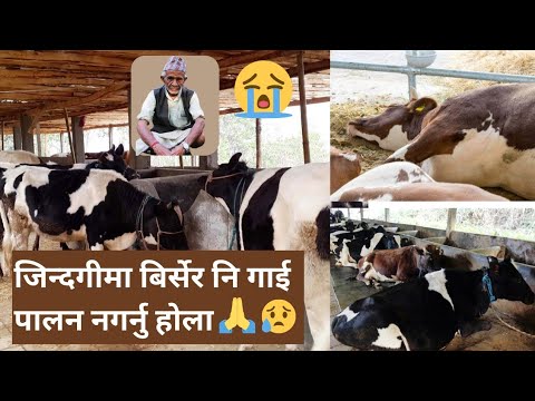 जिन्दगीमा बिर्सेर नि गाई पालन नगर्नु होला | Gai palan nepal | Unite ...