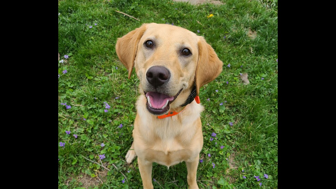 Daisy- 8 month old Yellow Lab - YouTube