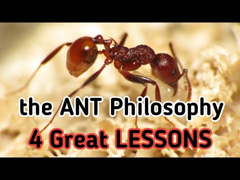 The ANT Philosophy by Paracha's Advice | 04 Powerful Lessons - YouTube