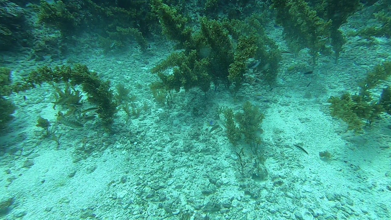 Douglas Shoal Sediment Sampling Panorama Video (2019) C2-6 GH010068 ...