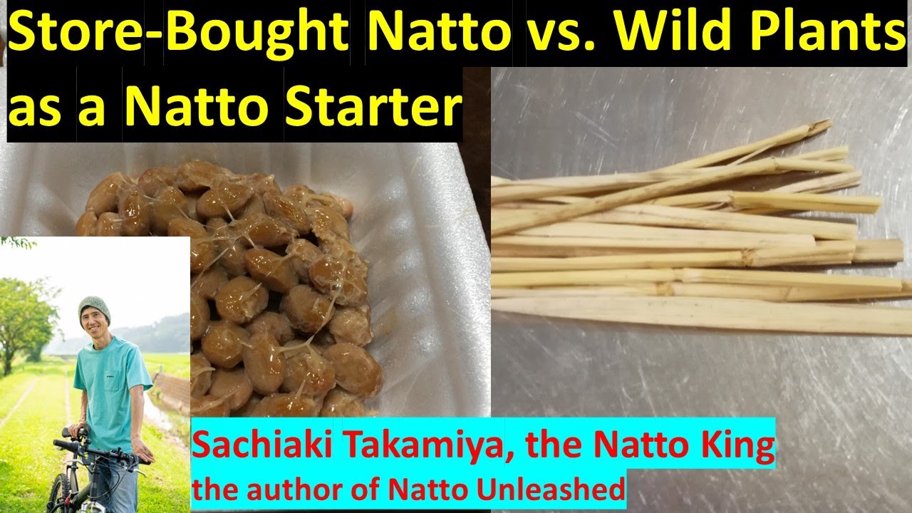 Store Bought Natto vs. Wild Plants as a Natto Starter - YouTube
