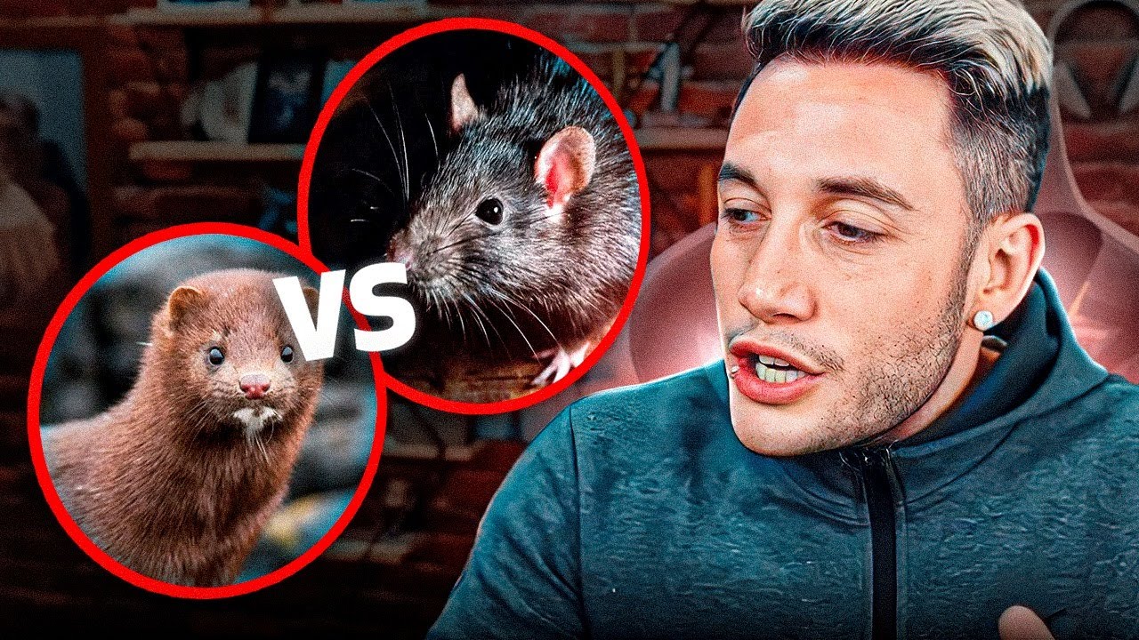 1 HURÓN Y 6 PERROS CONTRA 1000 RATAS - YouTube