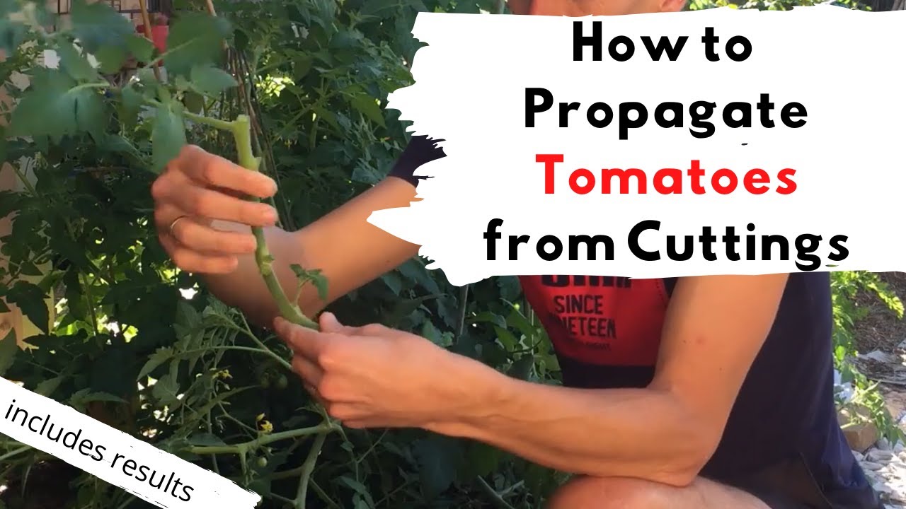 How To Propagate Tomatoes From Cuttings- Water Cuttings - YouTube