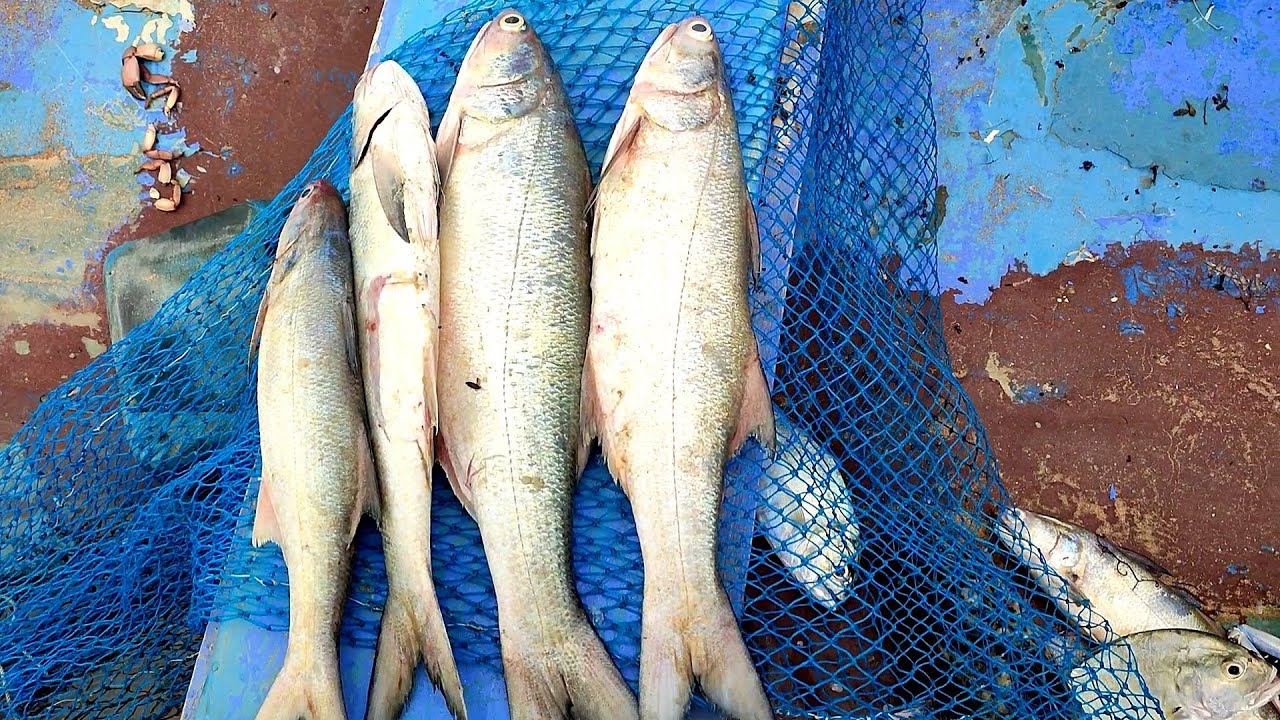 fish rate update purchsed rawas fish indian salmon kakkapir village ...