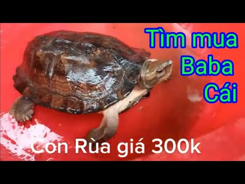 Tìm mua Baba cái gặp họ bán con Rùa giá 300k - YouTube