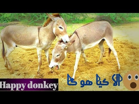 aggressive and happy donkey.ab kya hoga?dont miss - YouTube