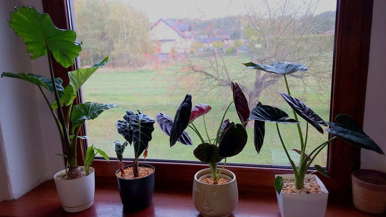 Alokazja X portora / alokazja amazonica polly / Alocasia cuprea 'Red ...