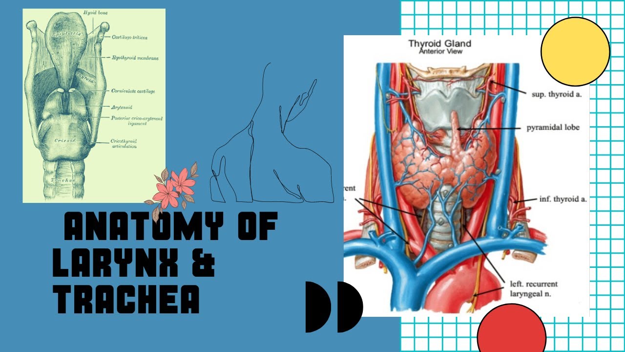 Anatomy of larynx and trachea : cartilages , ligaments, muscles. - YouTube