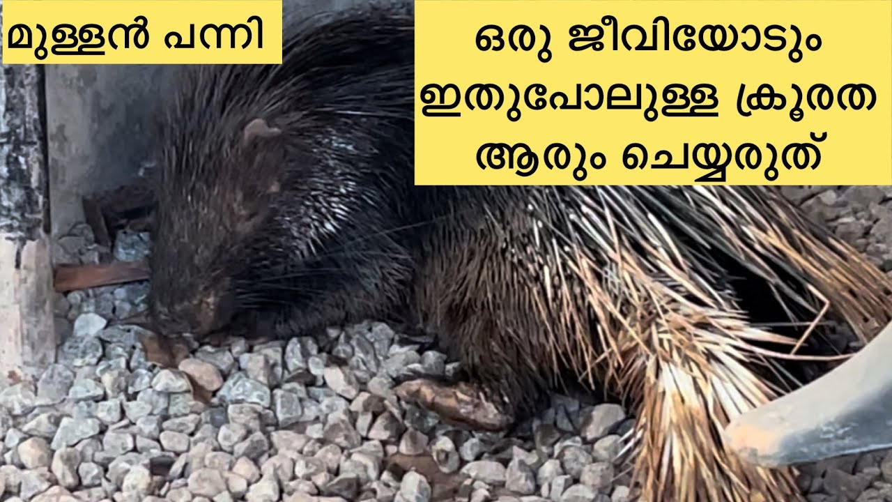 എല്ലാ ജീവിയെയും സംരക്ഷിക്കണംഎന്ന താല്പര്യത്തോടെ ആണ് ഞങ്ങൾ ഈvideoചെയ്യു ...