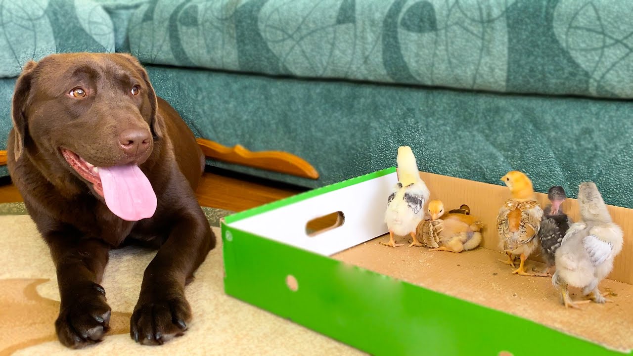 The First Meeting of the Chocolate Labrador and Cute Baby Chicks! Funny ...