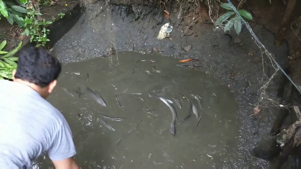( Kulam Vattichu meen pidikal ) - Local Fishing in Kerala , Thani Nadan ...