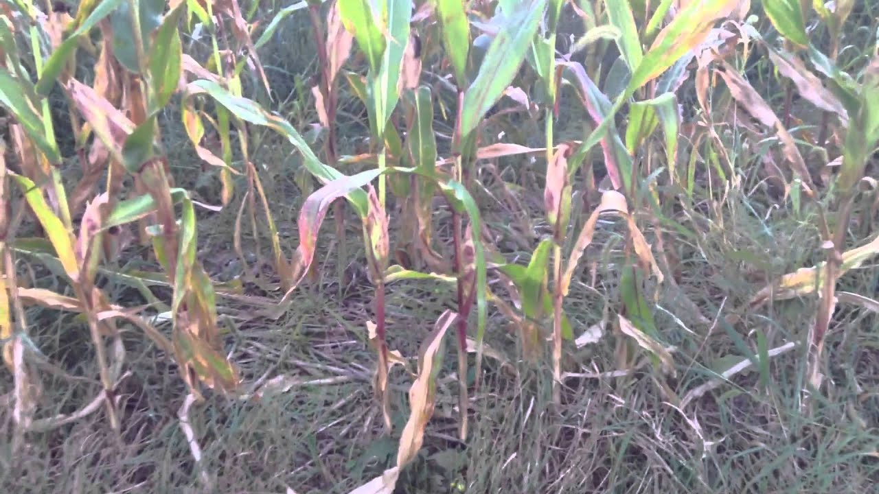 SCARY CORN FIELD😳😳😳😳 - YouTube