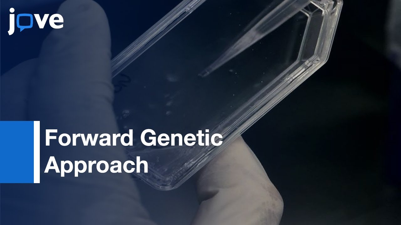 Forward Genetic Approaches in Chlamydia trachomatis | Protocol Preview ...