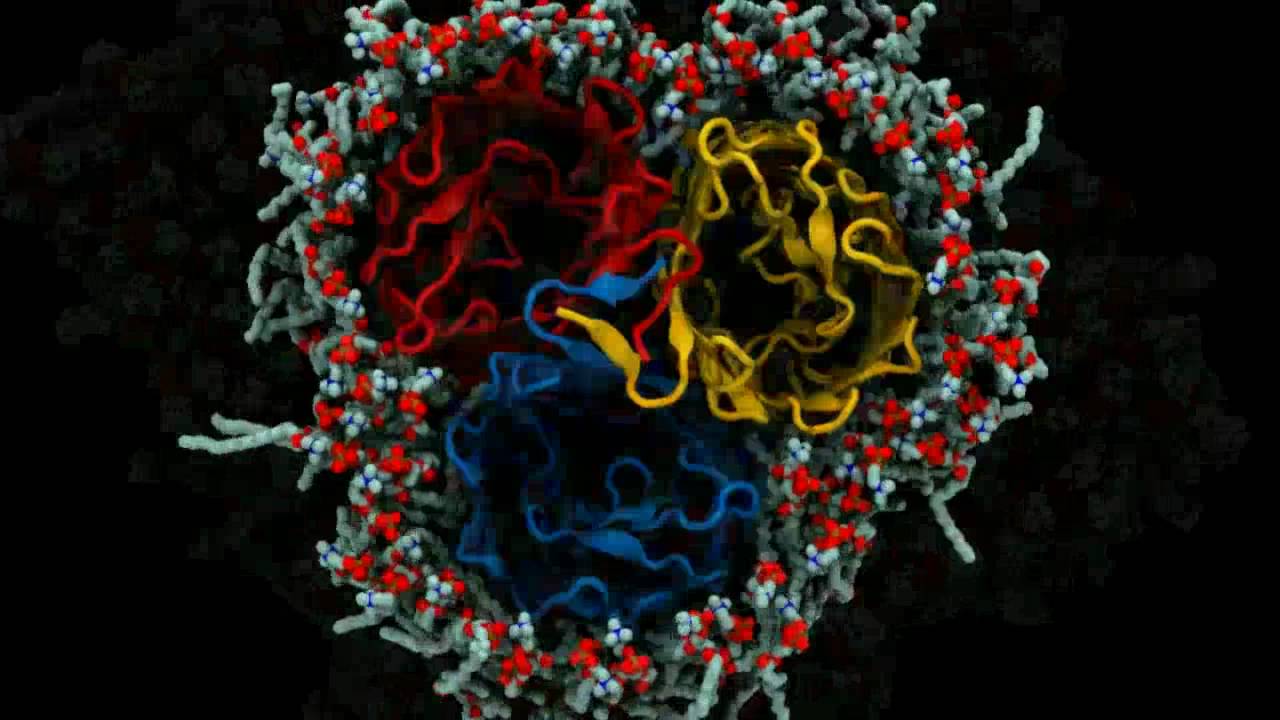Bacterial Porin Simulation - YouTube