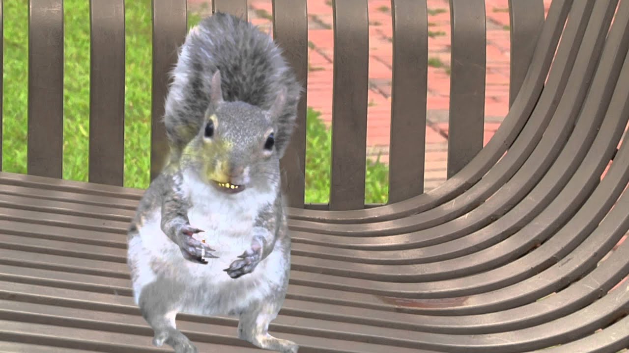 Squirrel Wellness - Smoking - YouTube