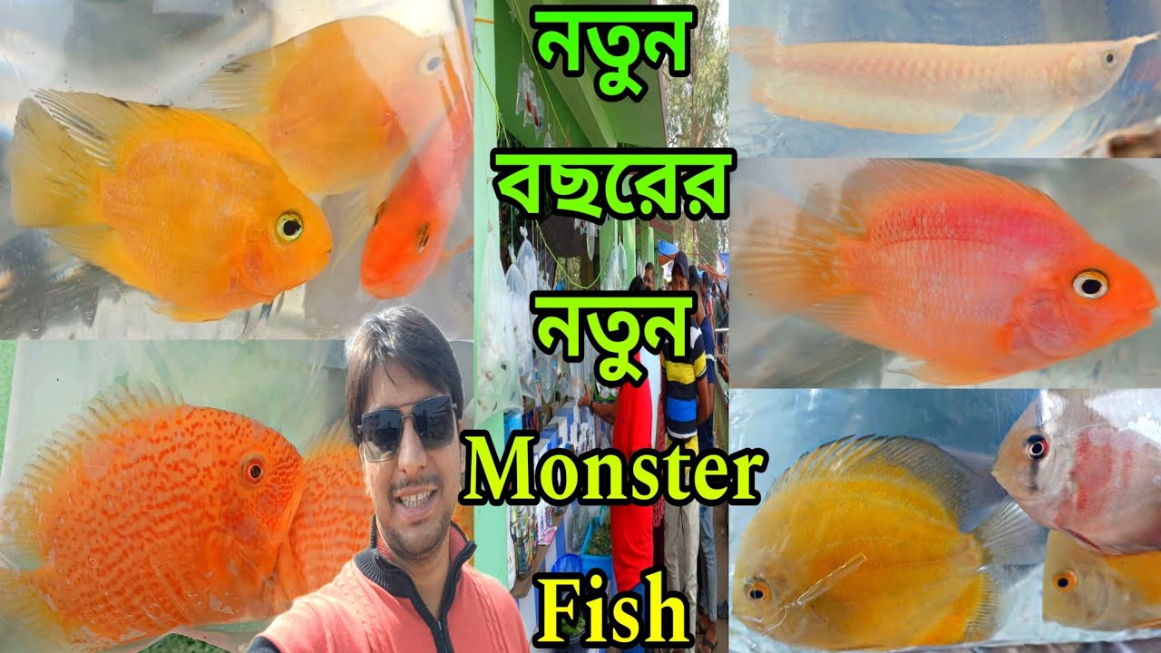শ্রীরামপুরে নতুন বছরে রঙিন মাছ Serampore Pet Market Fish Aquarium Fish ...