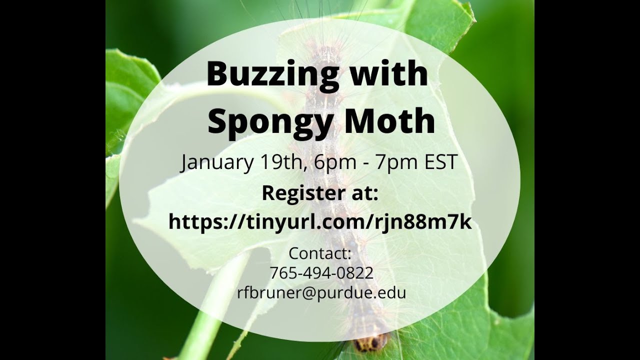 Buzzing with Spongy Moth - YouTube