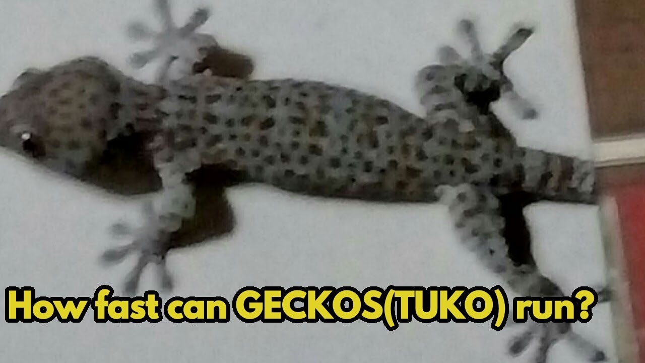 HOW FAST CAN GECKOS (TUKO) RUN?/COMMON HOUSE GECKO IN MINDANAO ...