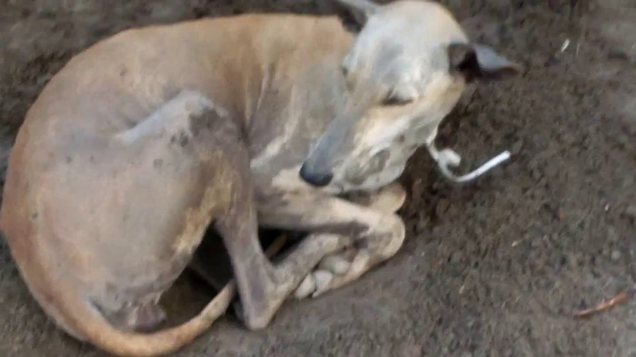 Chippiparai dog pointed snout Virudhunagar district Tamil Nadu - YouTube