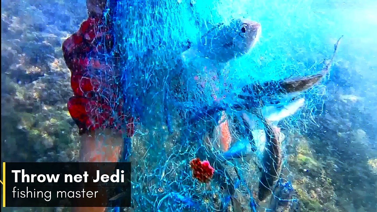 Hawaii Throw net fishing/Big Aholehole school/fishing in Hawai'i - YouTube