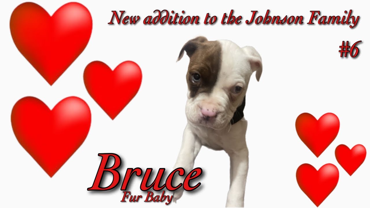 New addition to the Johnson family (fur baby) - YouTube