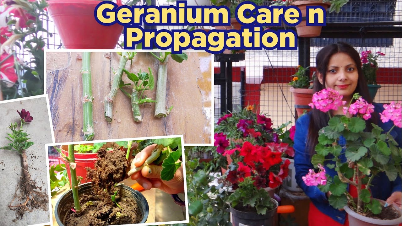 Geranium Care & Propagation /Geranium Care Tips / How to Propagate ...