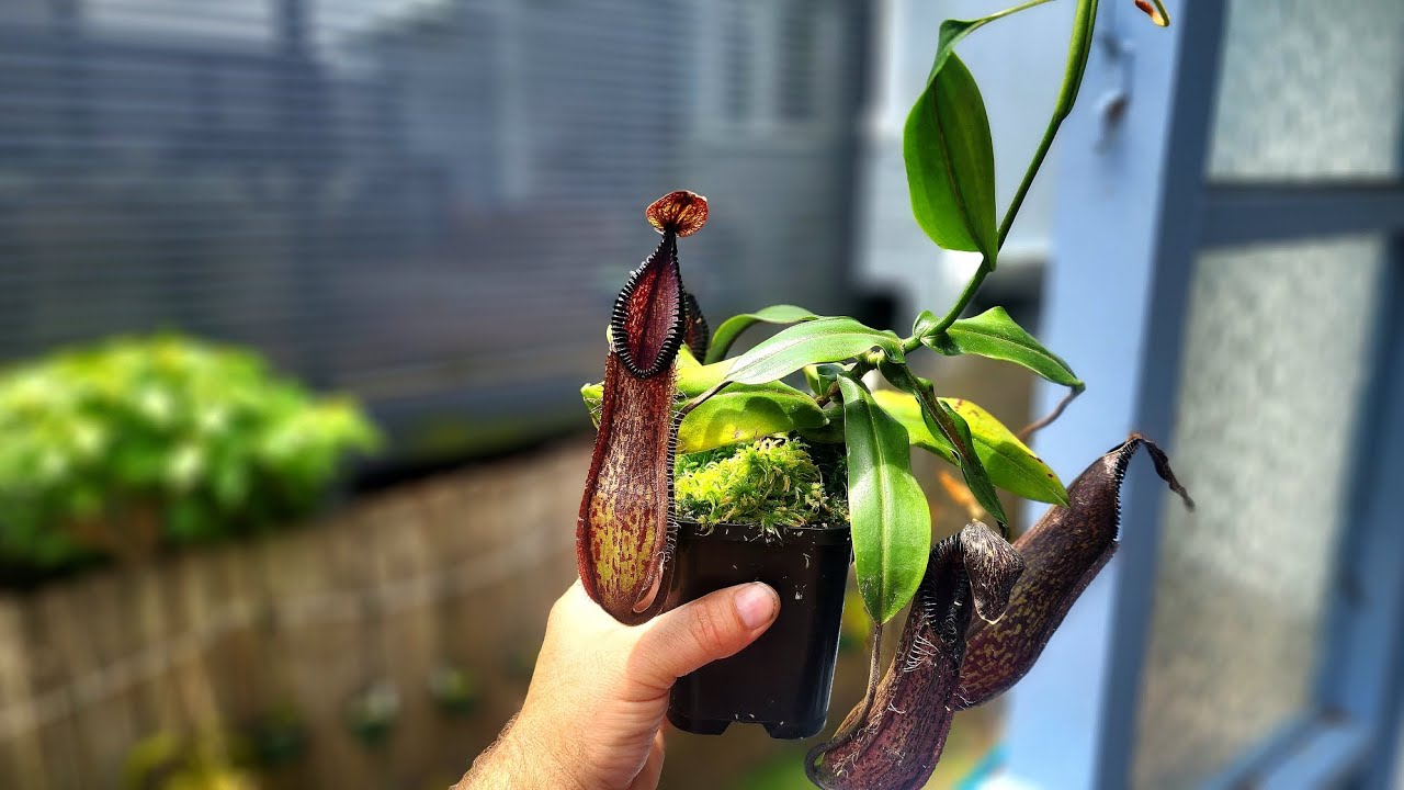 species spotlight light, nepenthes hamata. - YouTube