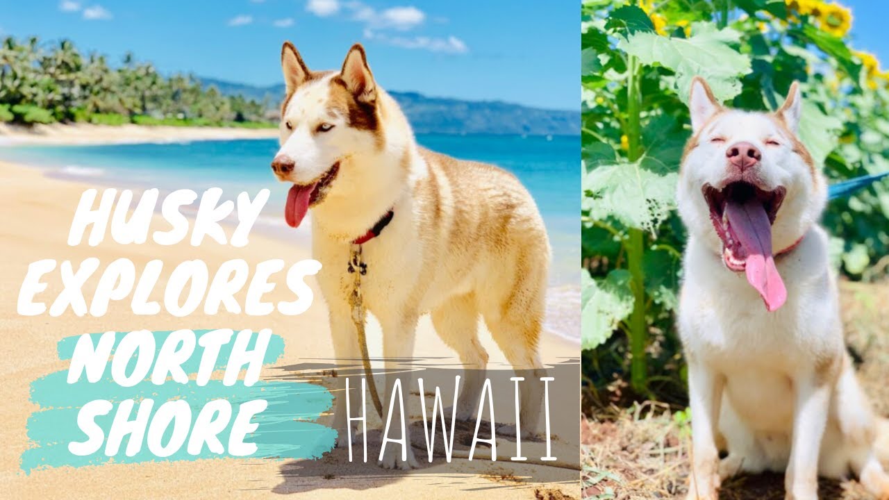 HUSKY IN HAWAII | Husky Swims at Beach in North Shore, Oahu Hawaii ...