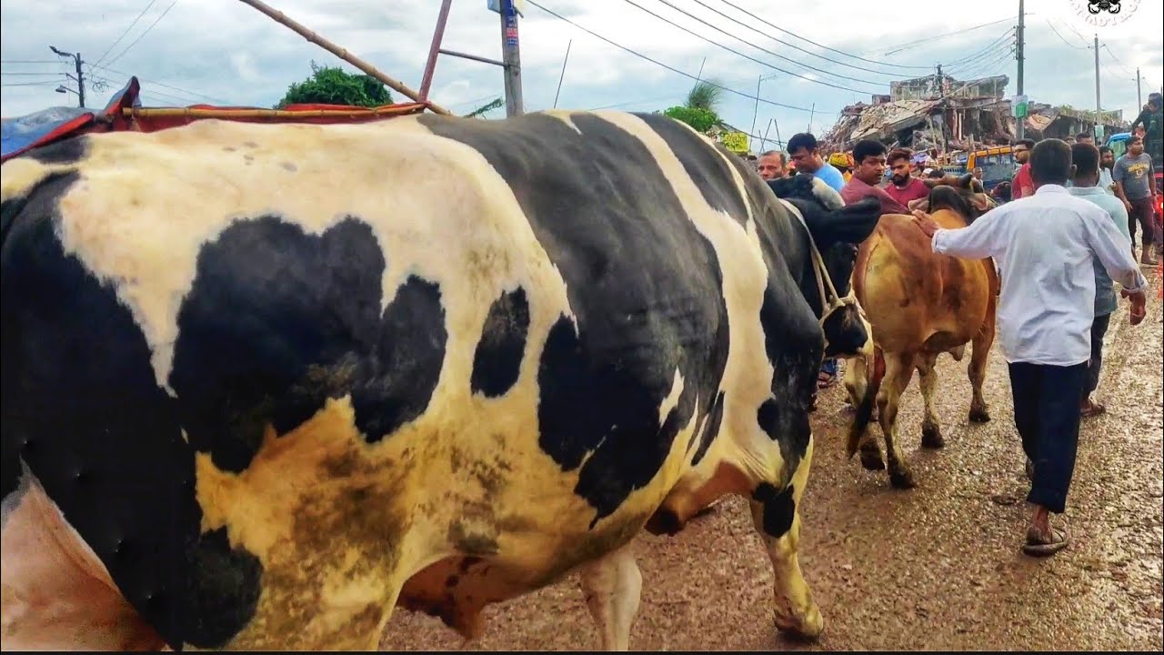 Chan Raater Gabtoli Hat • Boro Boto Goru Hat Theke ber hocche • Qurbani ...