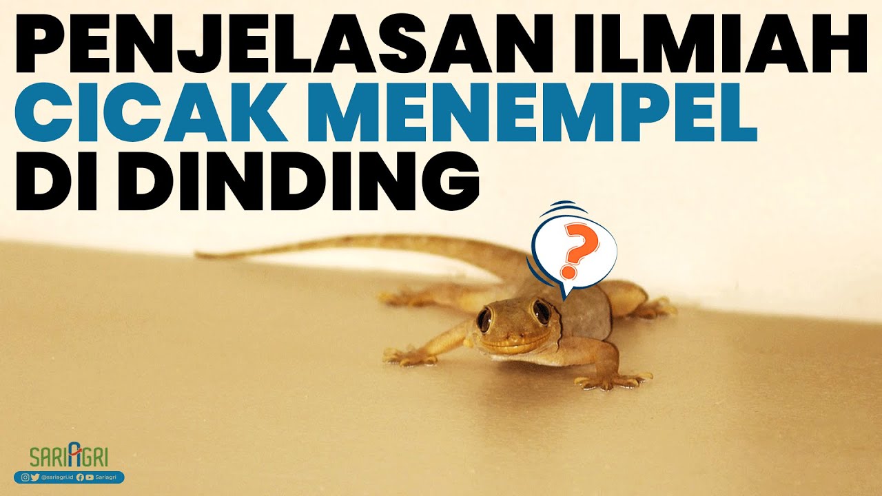 Ini Penjelasan Ilmiah Cicak Bisa Menempel di Dinding - YouTube