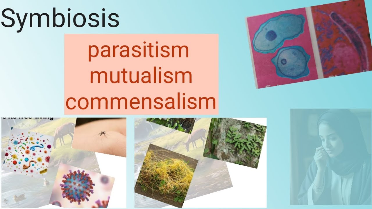 Symbiosis | defination of parasitism mutualism commensalism ...
