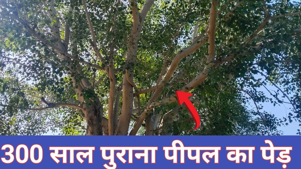 300 🫢साल पुराना pipal ka ped 🌳🌳 - YouTube