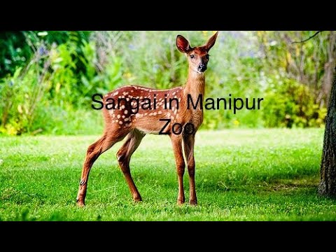 Amazing Manipur Zoo - YouTube