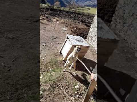 Adamcıl kangal köpeği sertlesiyor